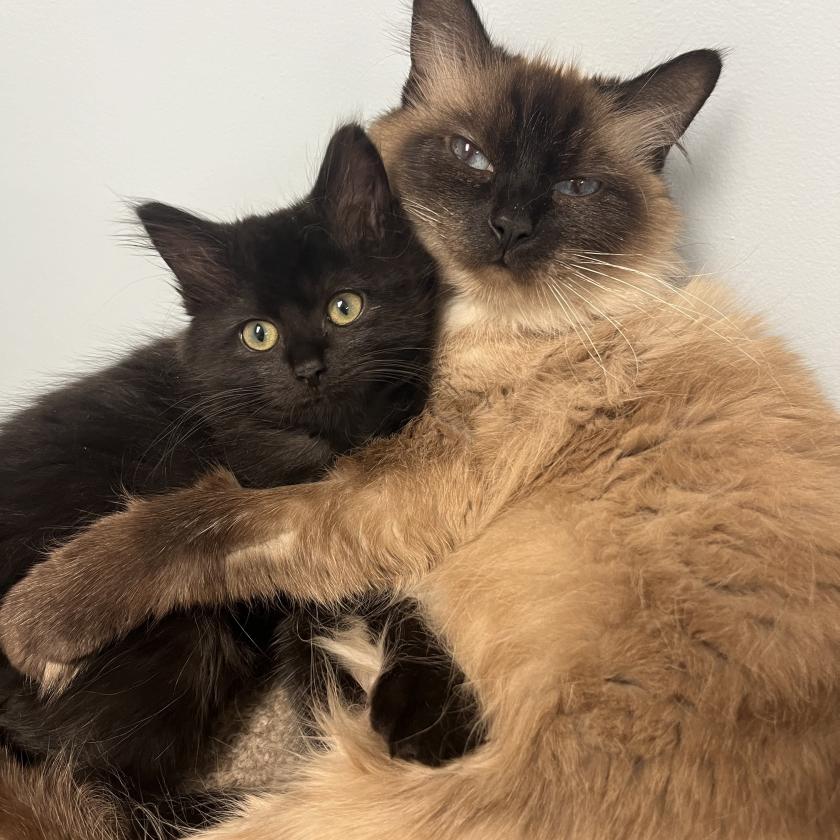 Mork & Mindy | Animal Control Services