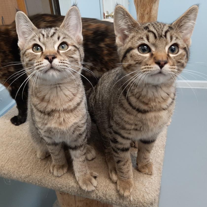 Ice Man & Rooster | Animal Control Services