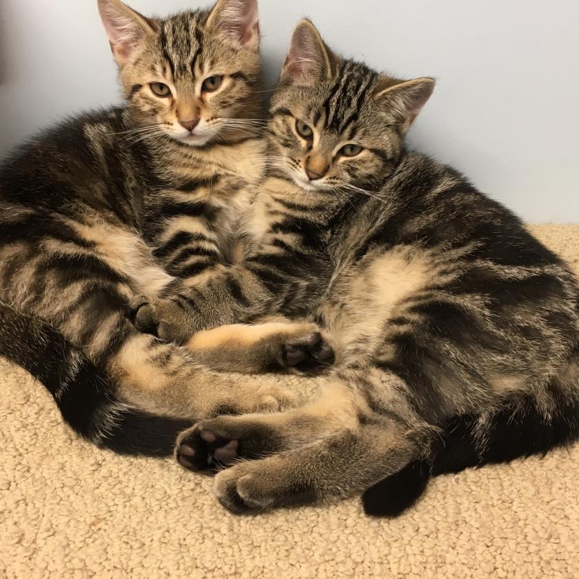 Elsa & Anna | Animal Control Services