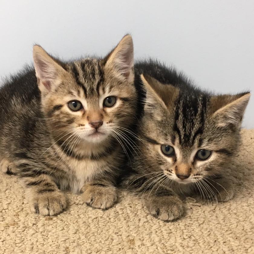 Elsa & Anna | Animal Control Services