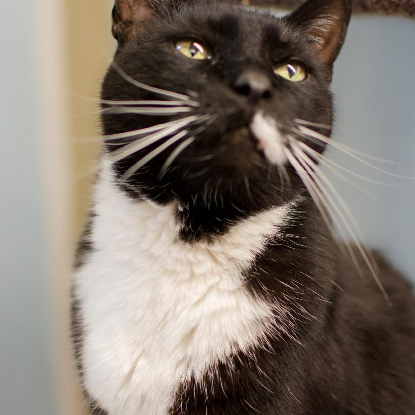 Tanner | Animal Control Services