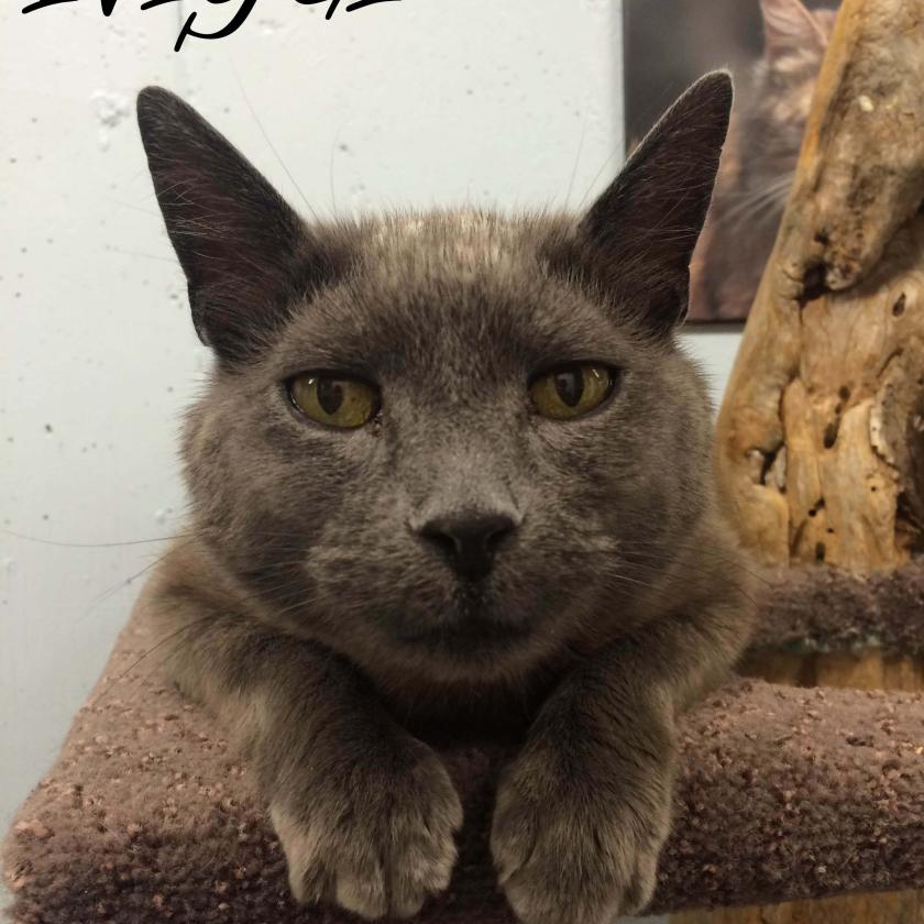 Nigel | Animal Control Services