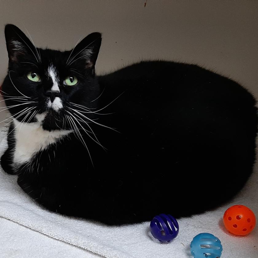 Panda & Bear | Animal Control Services