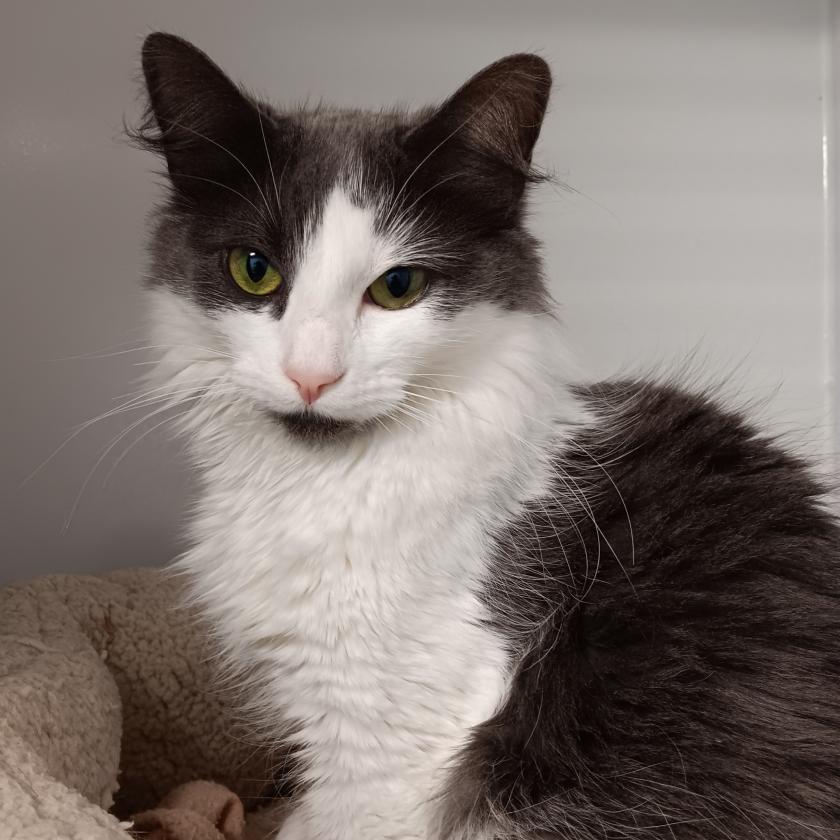 Pebbles | Animal Control Services