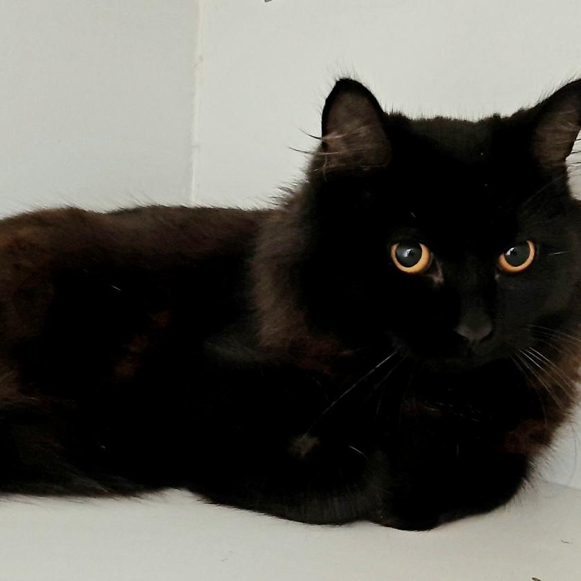 Spike | Animal Control Services