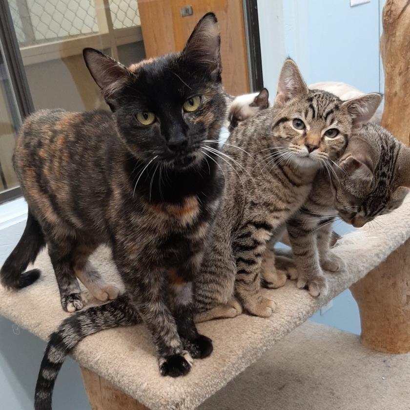 Susan | Animal Control Services