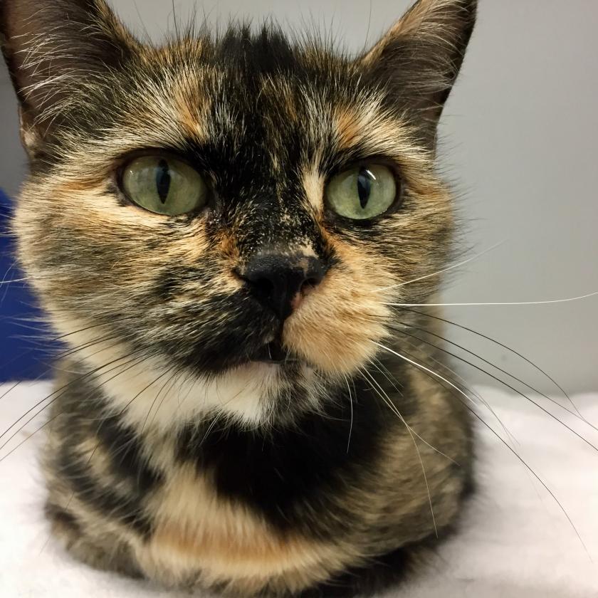 Curry | Animal Control Services