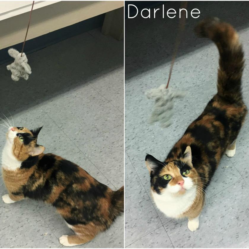 Darlene - Adopted | Animal Control Services