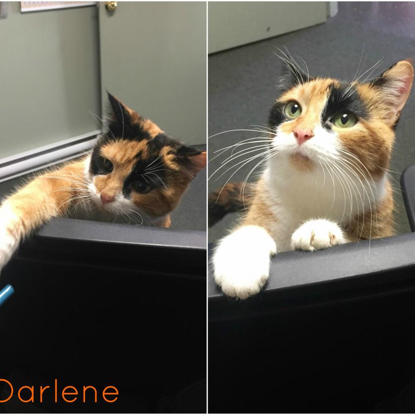 Darlene - Adopted | Animal Control Services