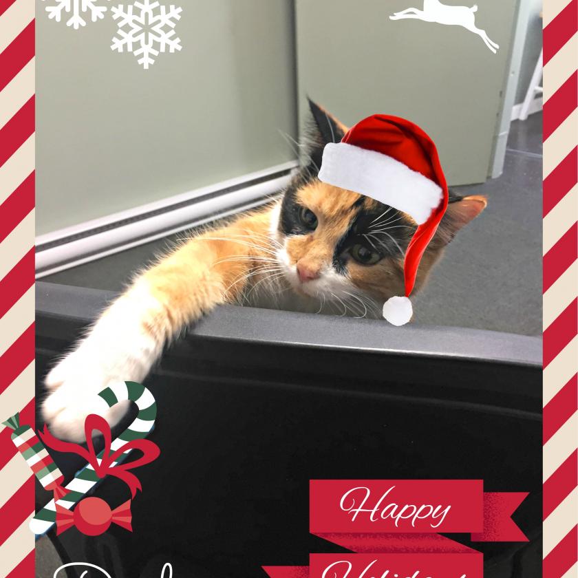 Darlene - Adopted | Animal Control Services