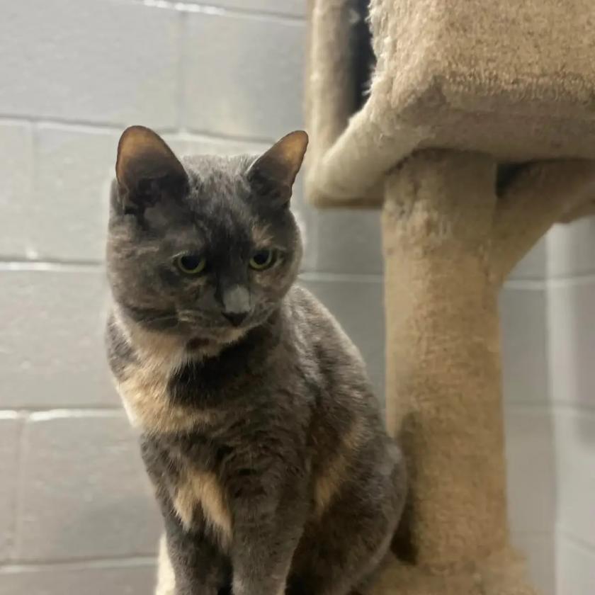 Ashes | Animal Control Services