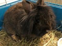 Found and Impounded Animals | Animal Control Services